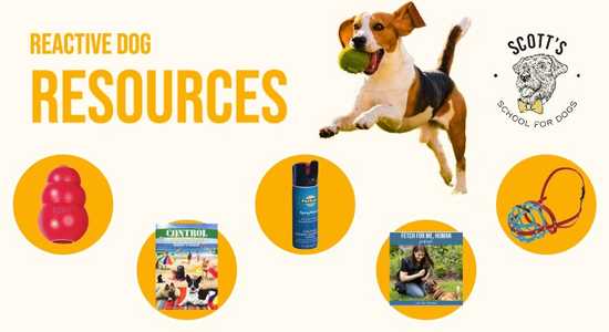 Teach Your Dog to Relax with The Relaxation Protocol