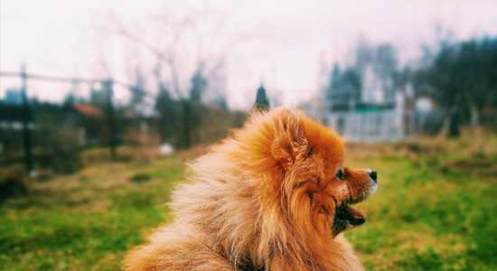 How to Mat Train Your Dog (and Why You Should!)