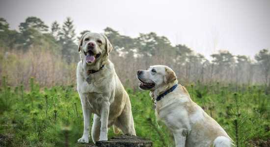 How to Mat Train Your Dog (and Why You Should!)