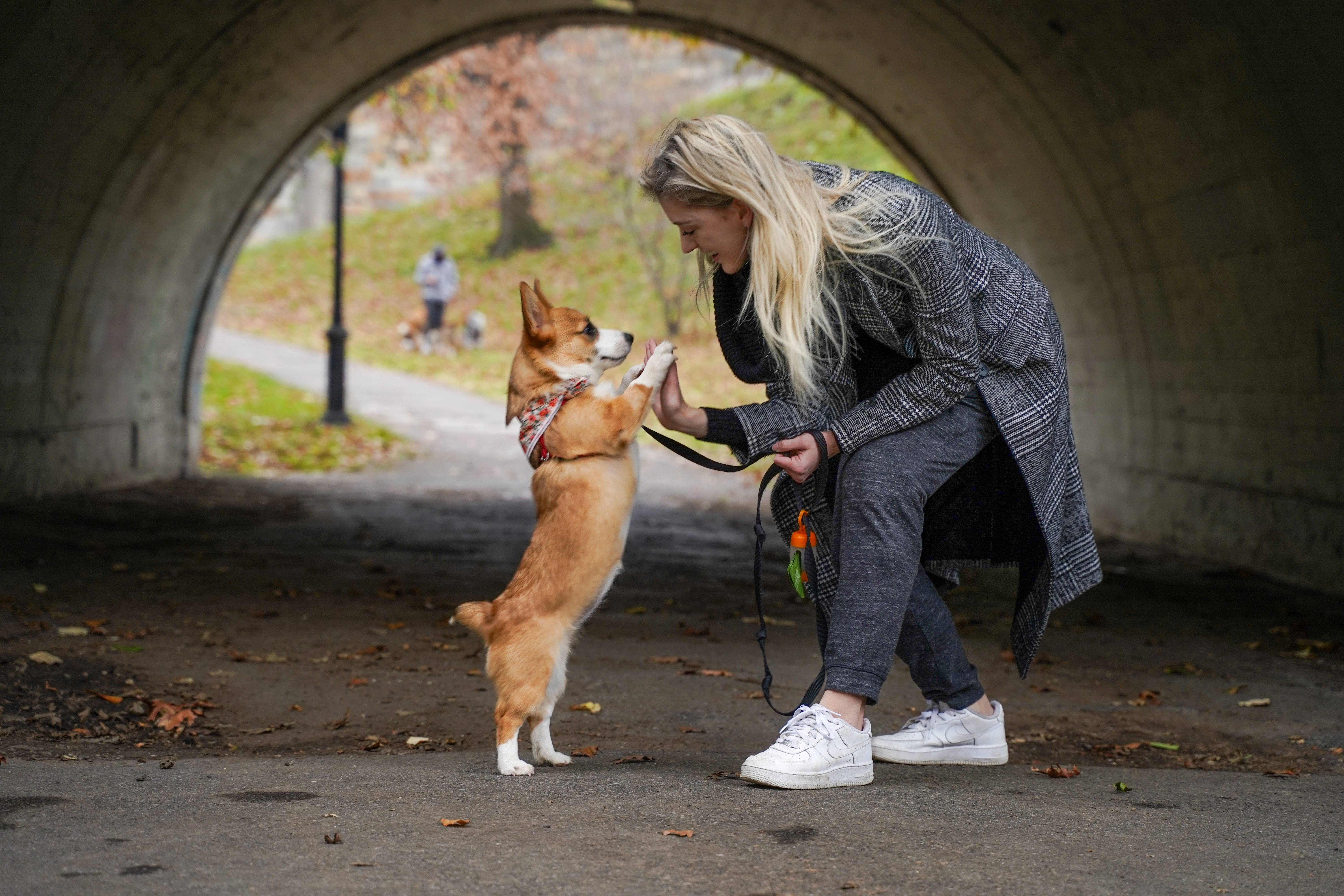 New Dog Checklist | Everything You Need to Buy Your New Dog