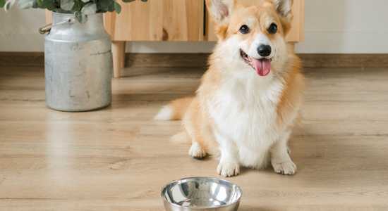 Teach Your Dog to Relax with The Relaxation Protocol