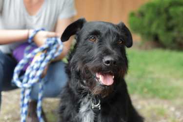 Daily Anxiety Medication: A Reactive Dog's Journey