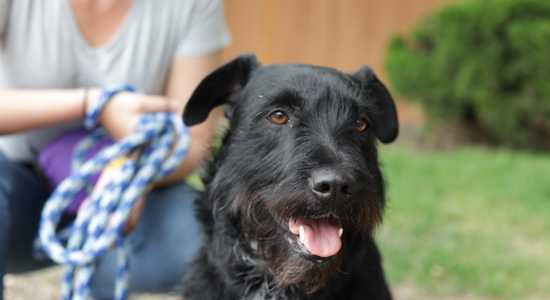 Teach Your Dog to Relax with The Relaxation Protocol | Scott's School ...