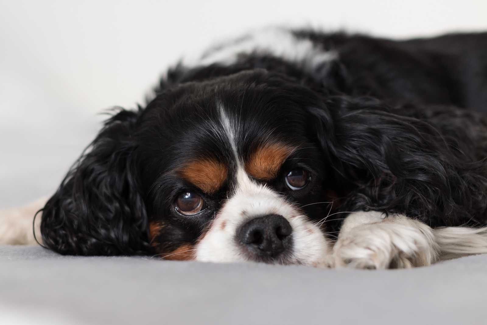 Teach Your Dog to Relax with The Relaxation Protocol