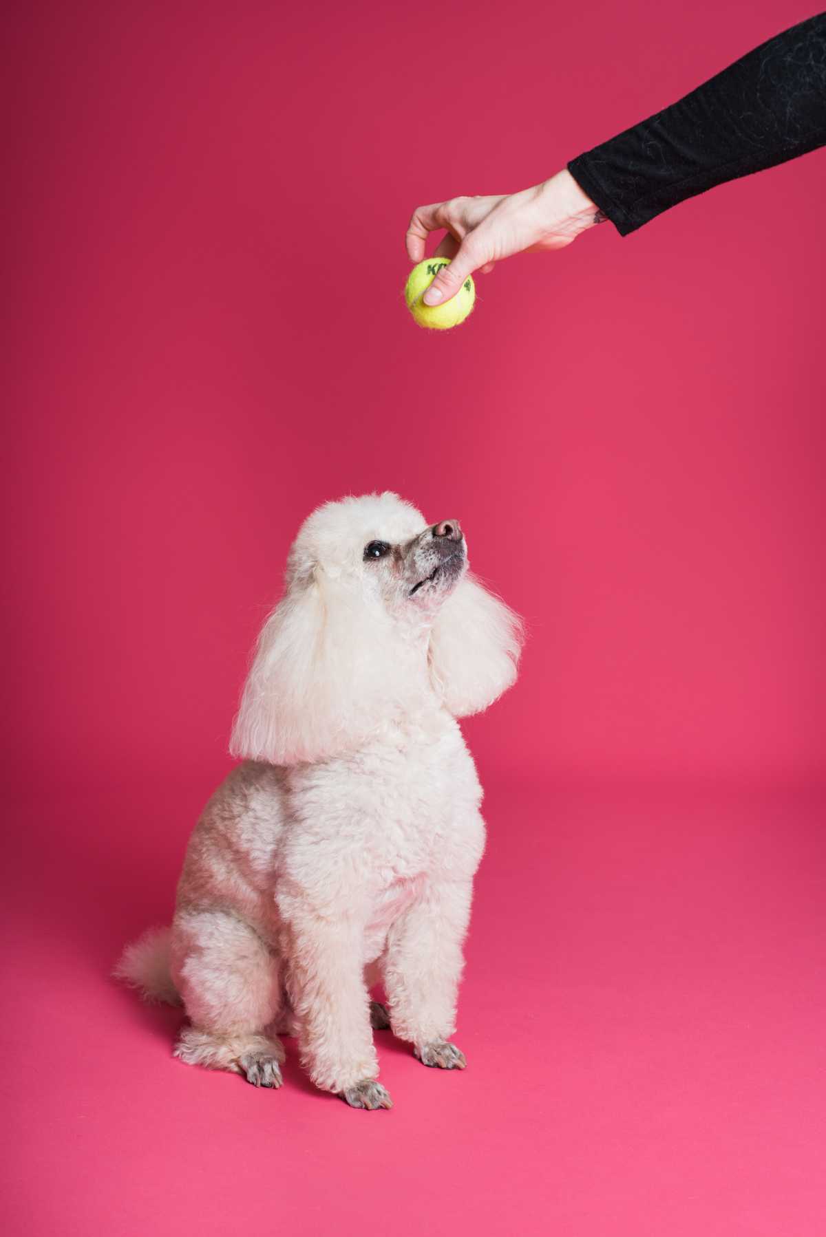 How to Use Positive Reinforcement Techniques to Train Your Dog