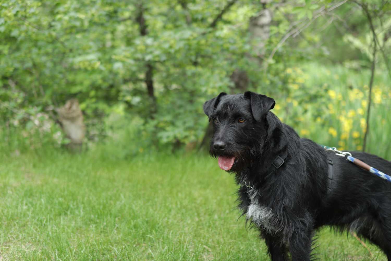 What is a Reactive Dog?